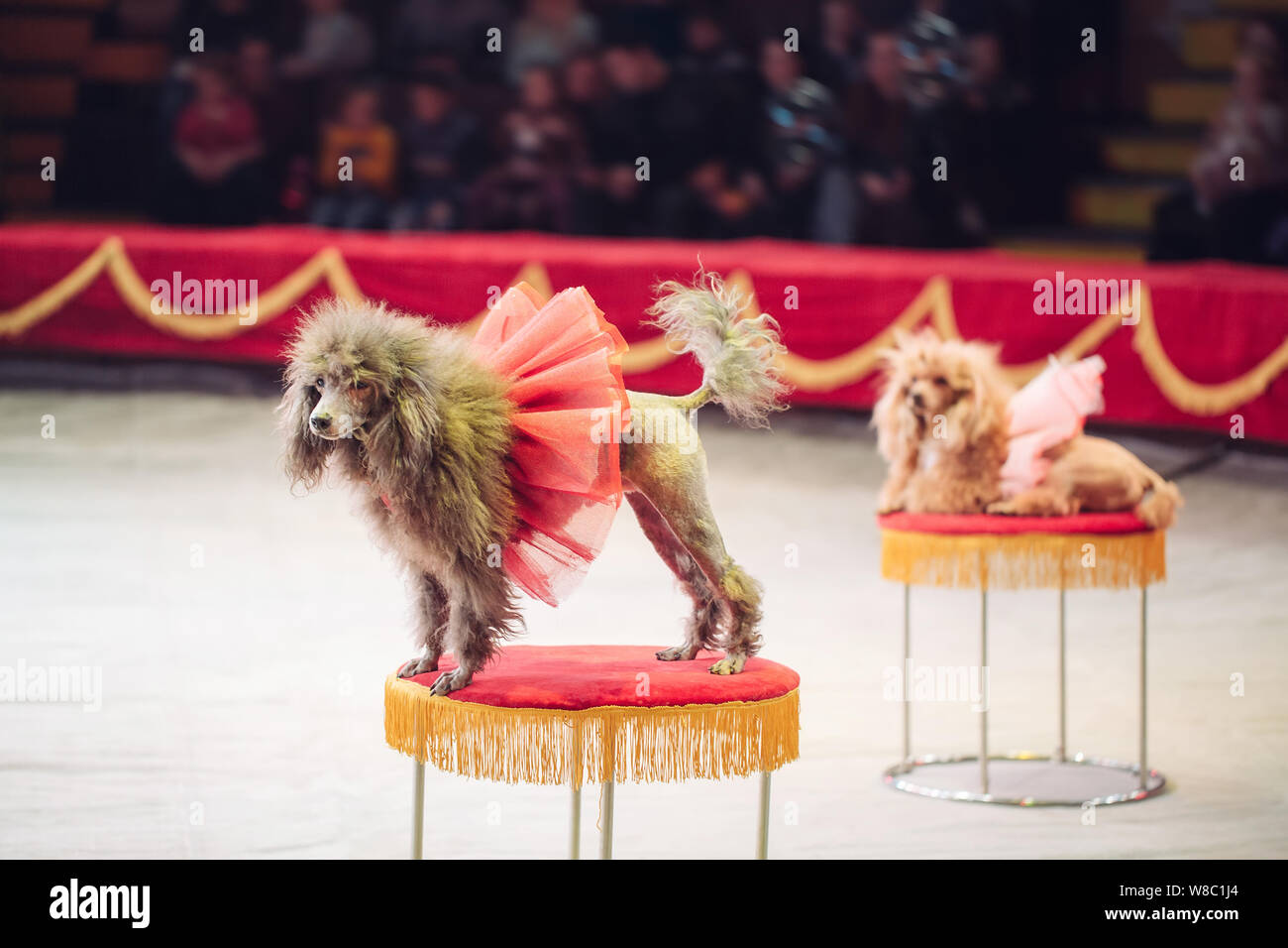 Standing in circus ring hi-res stock photography and images - Alamy
