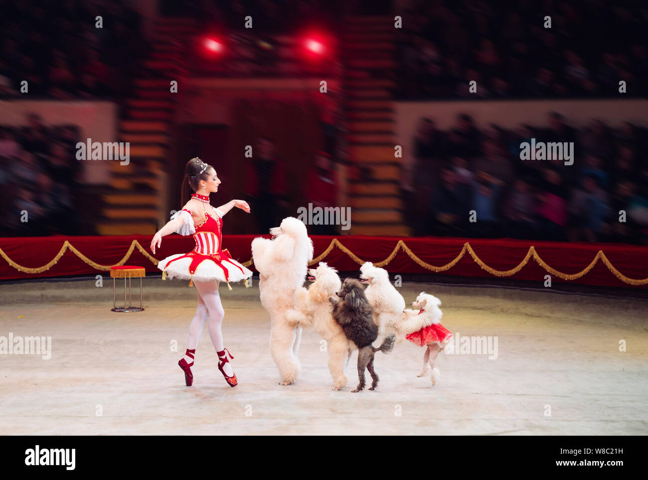 Funny Dogs Performance in the Circus ring Stock Photo - Alamy