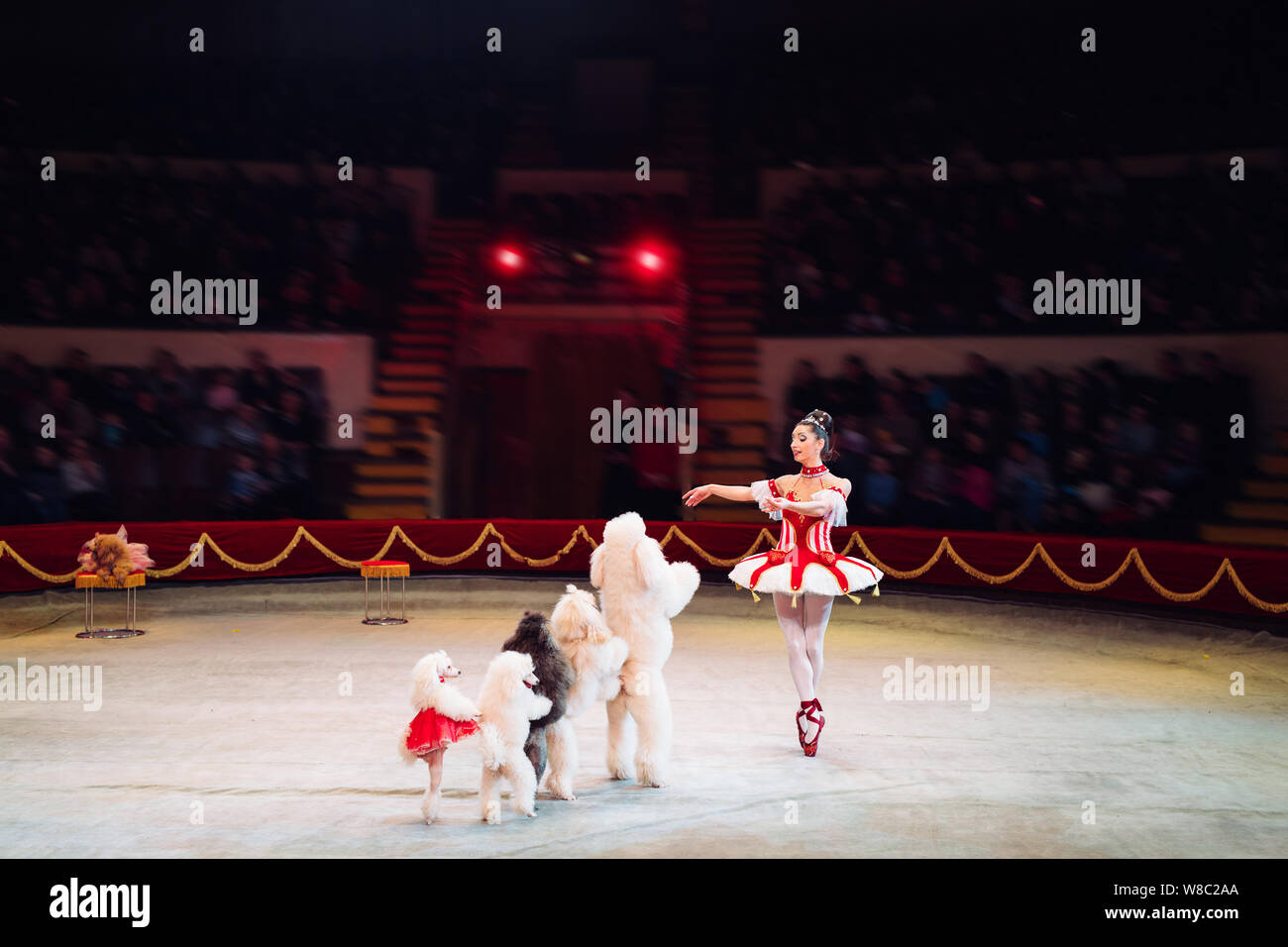Funny Dogs Performance in the Circus ring Stock Photo - Alamy
