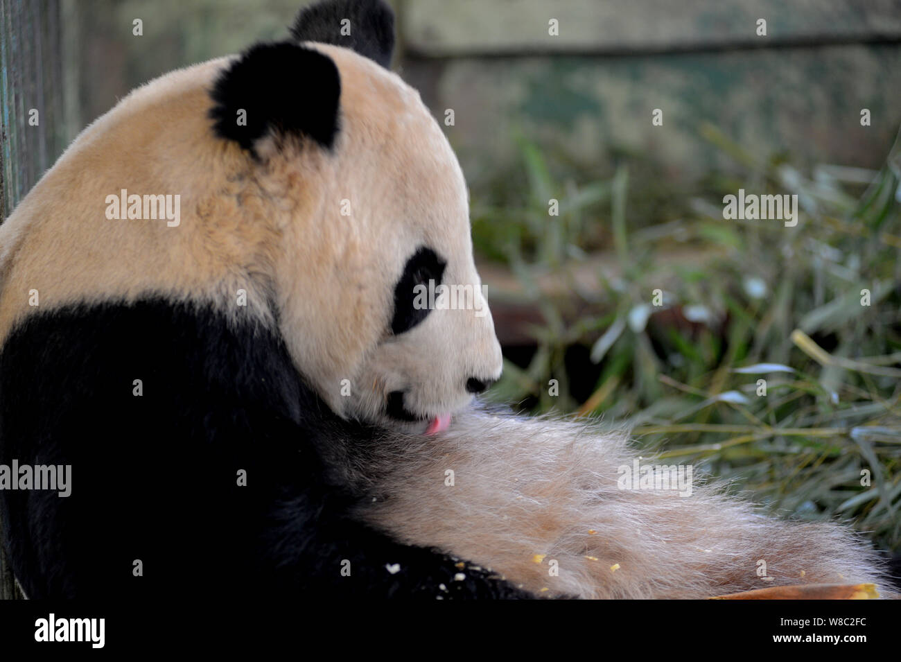--FILE--Giant panda Zai Zai is pictured at the Lanzhou Zoo in Lanzhou ...
