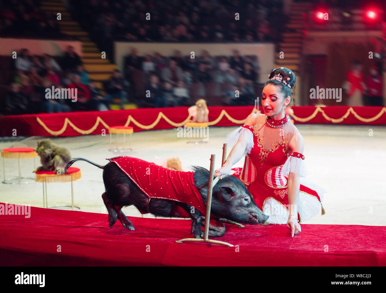Funny pigs Performance in the Circus ring Stock Photo - Alamy