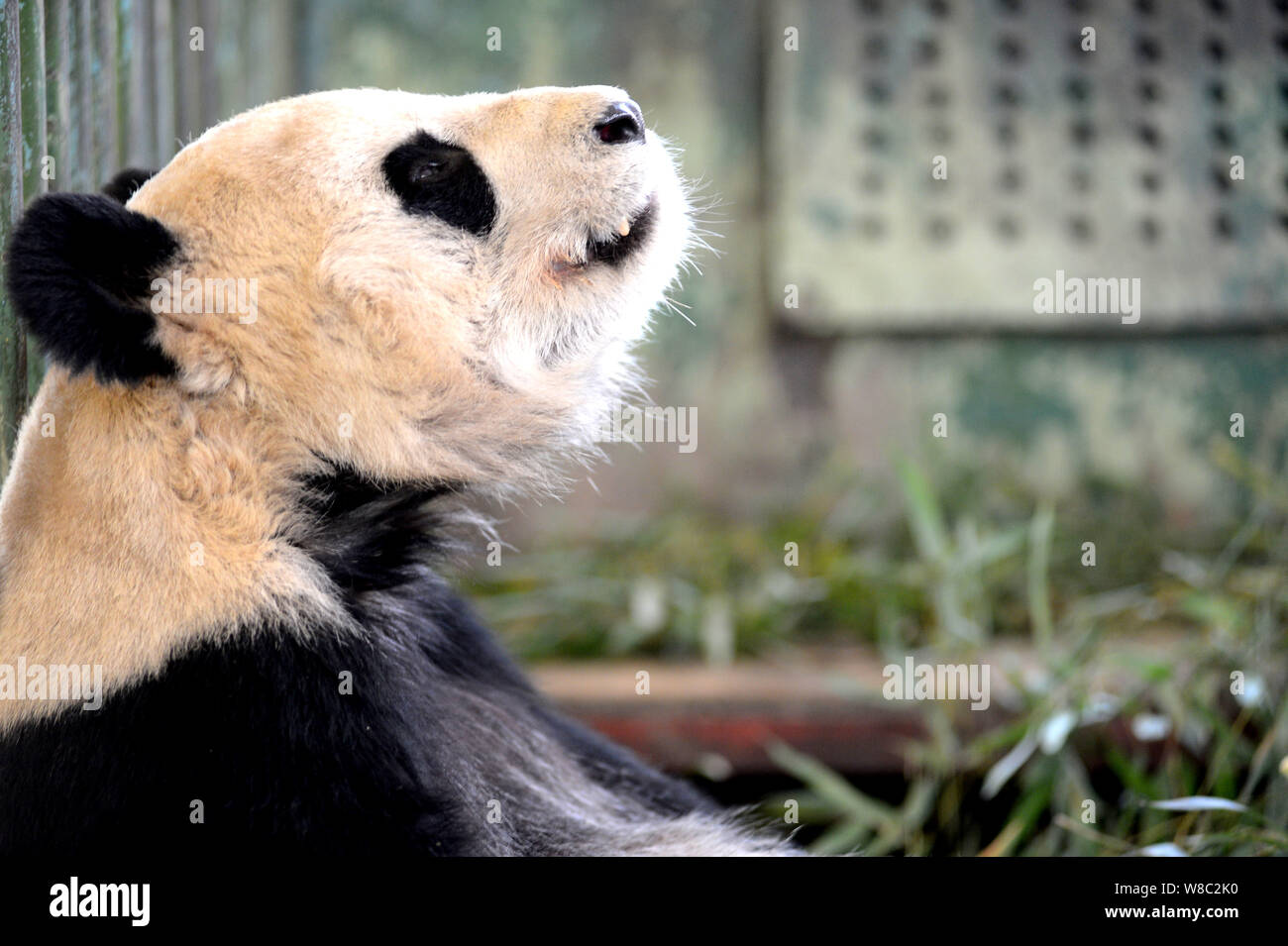 --FILE--Giant panda Zai Zai is pictured at the Lanzhou Zoo in Lanzhou ...