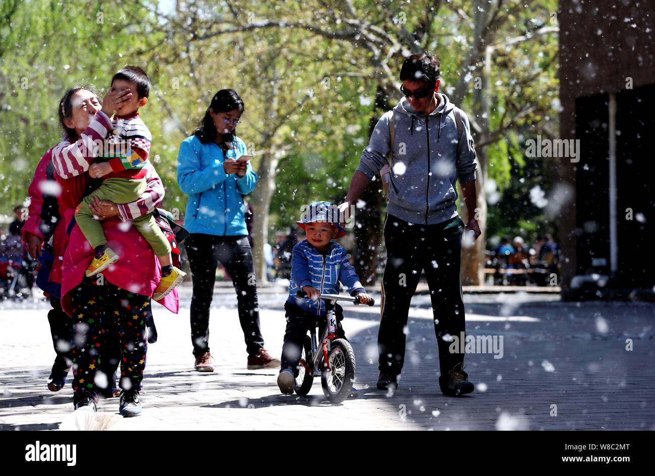 Chinese residents walk in catkins falling from poplar trees at a park ...