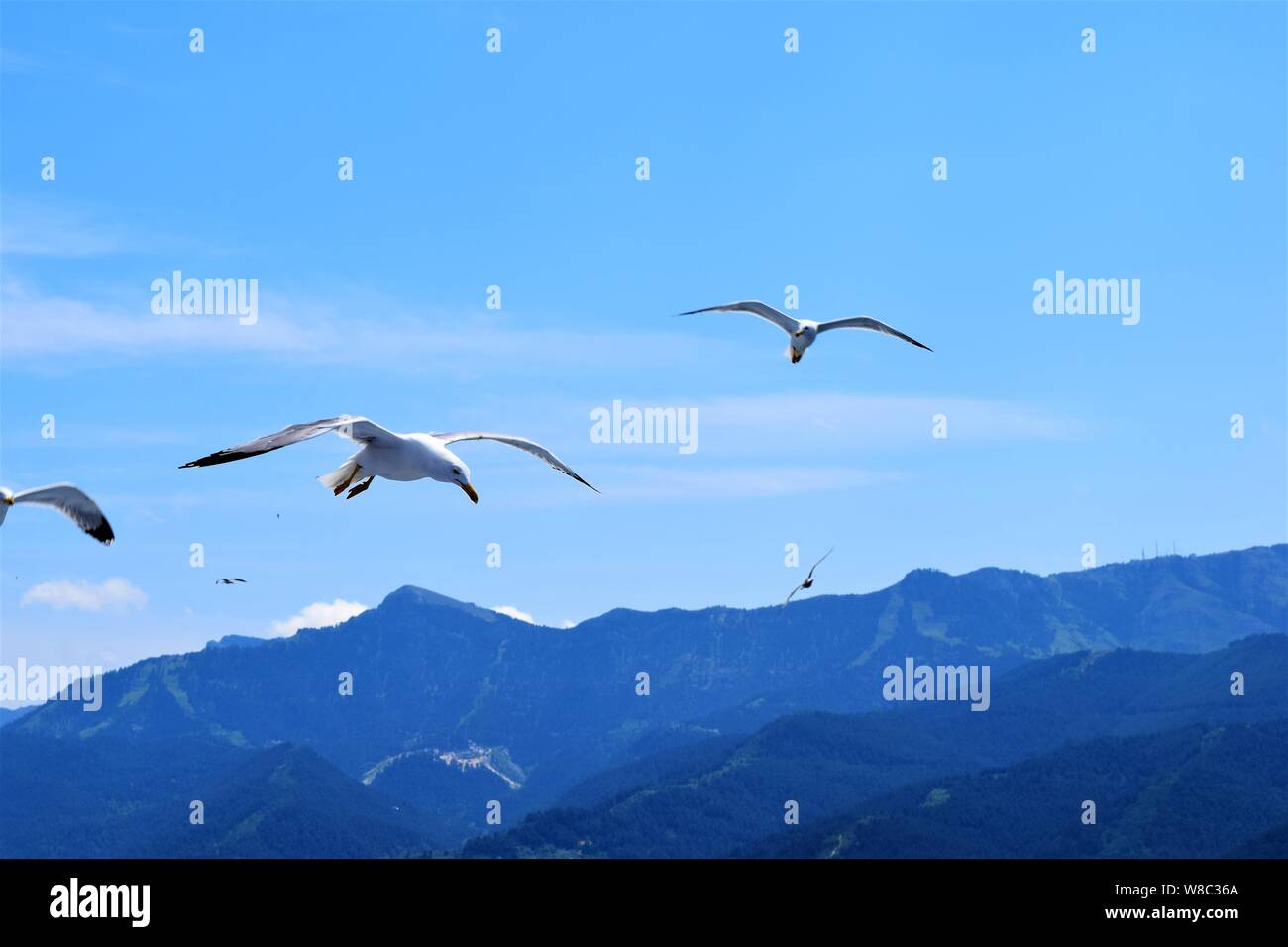 Flying animals in the wild hi-res stock photography and images - Alamy