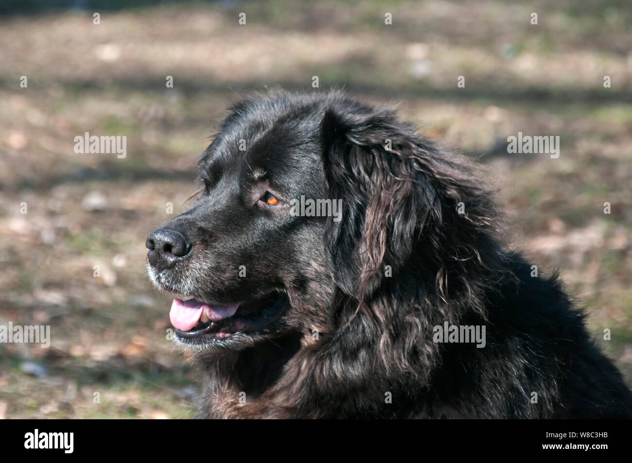 Black purebred newfoundland dog hi-res stock photography and images - Alamy