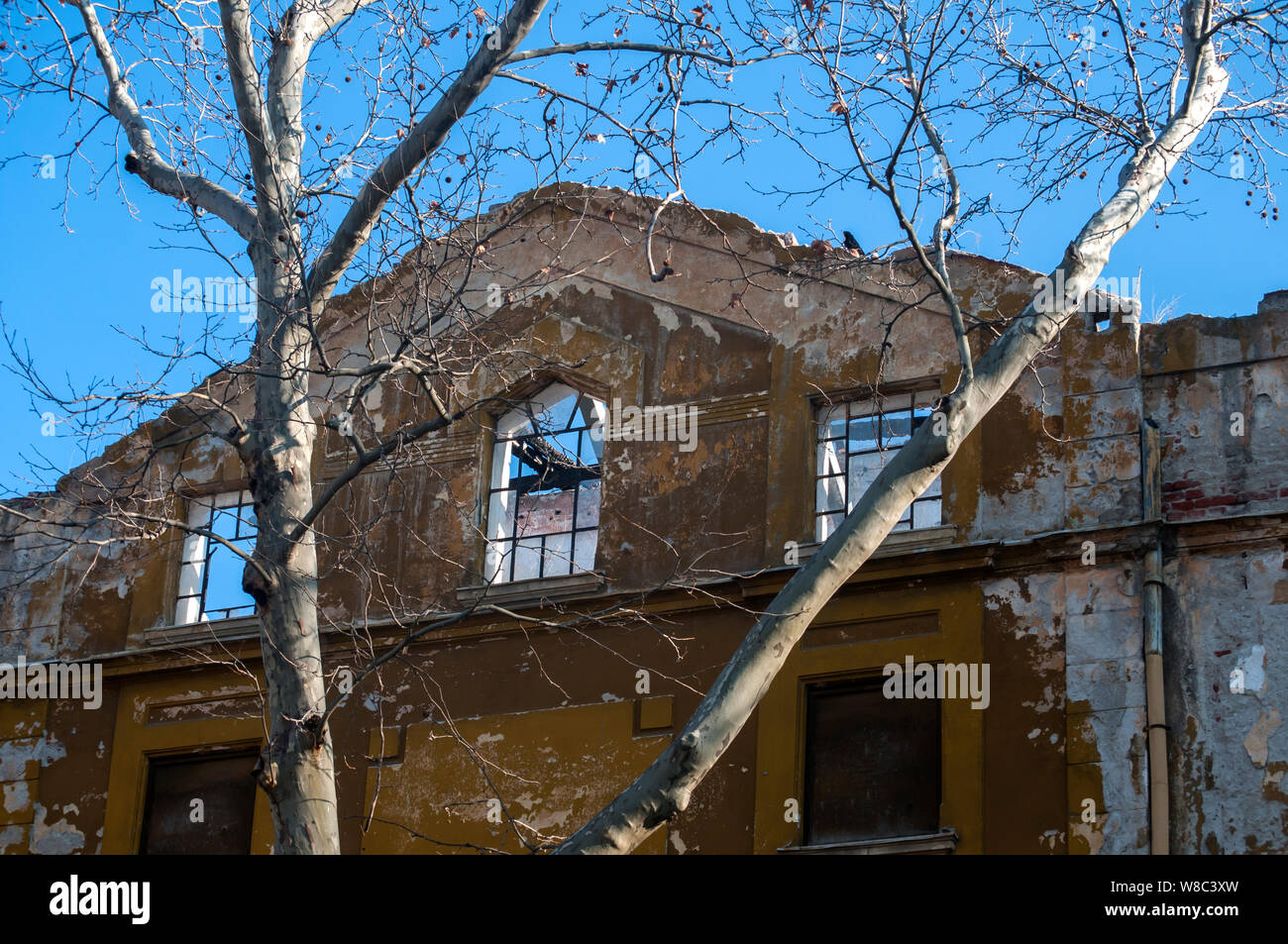 Big tree behind building hi-res stock photography and images - Alamy