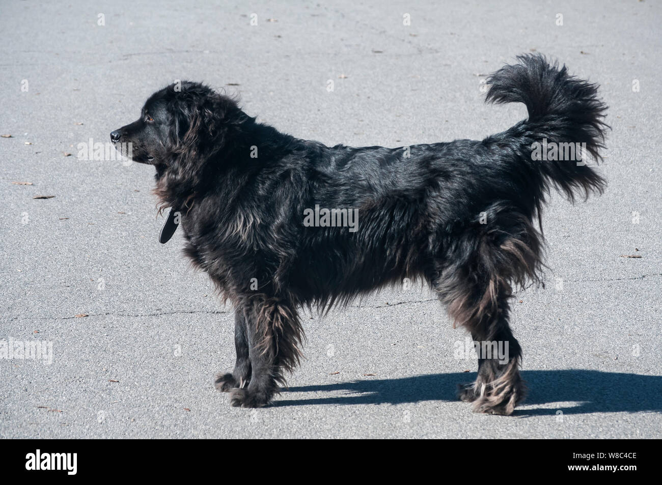 Newfoundland female black dog closeup in sunny day Stock Photo - Alamy