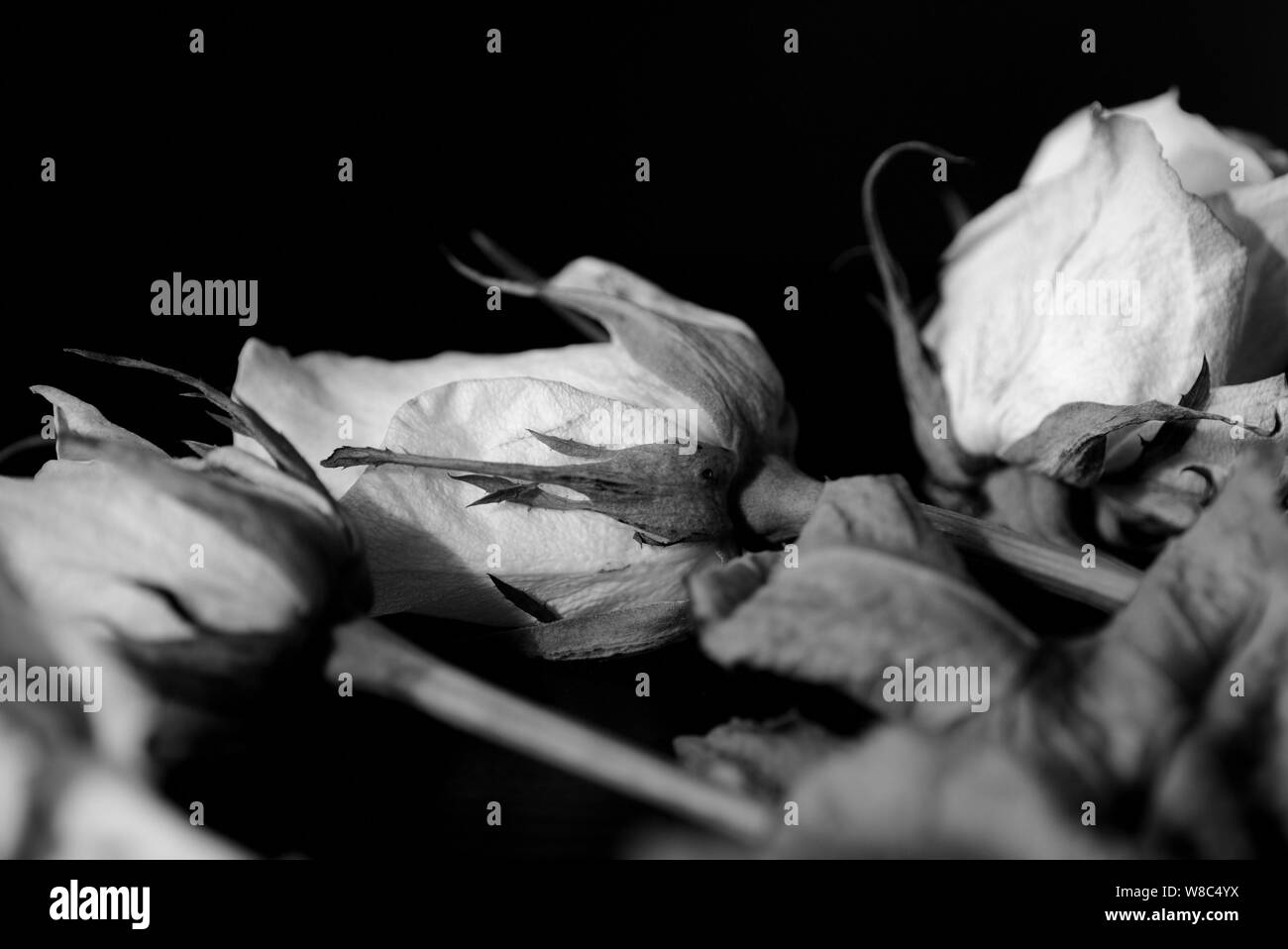 Closeup of a dying rose Black and White Stock Photos & Images - Alamy