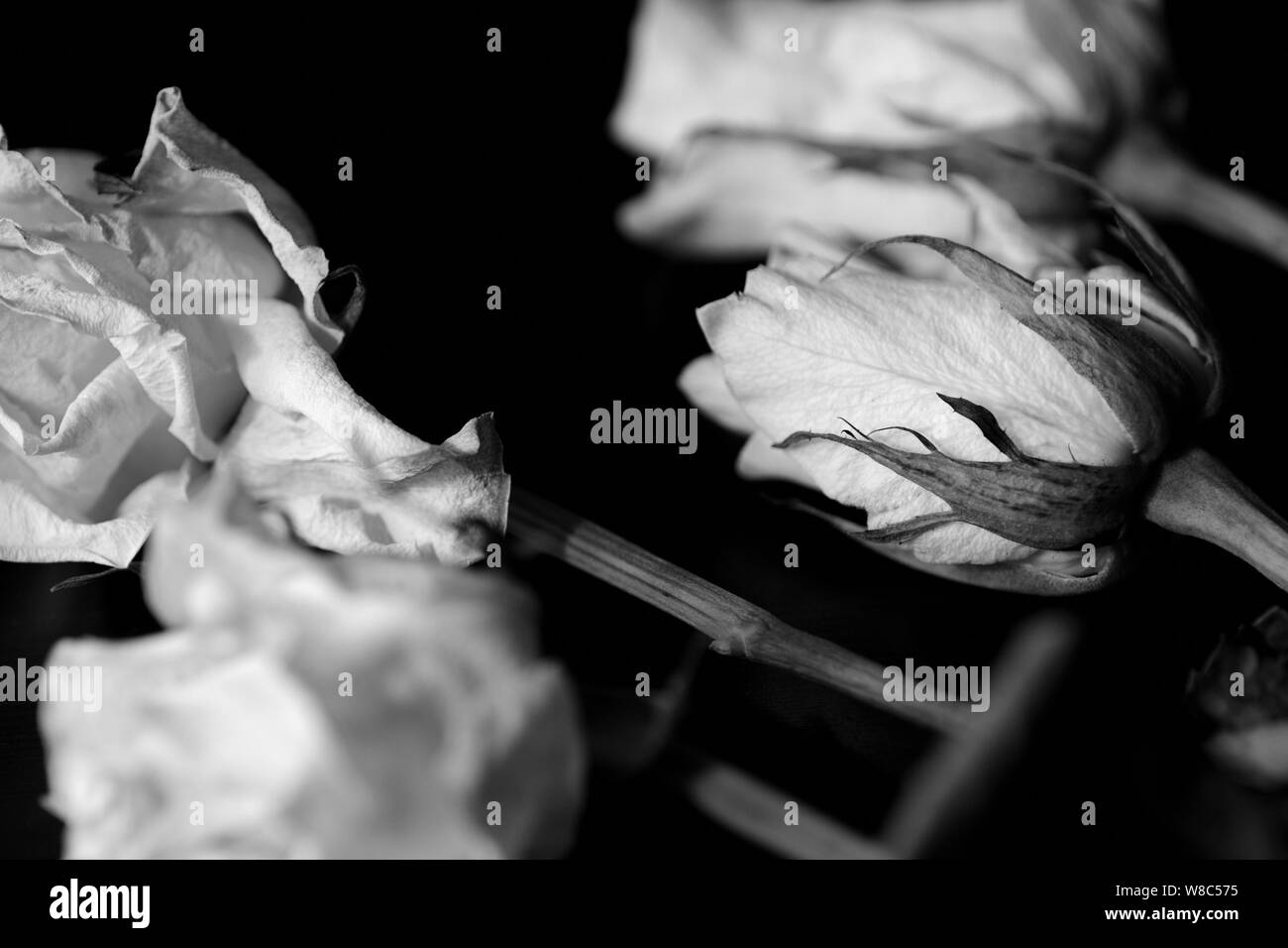 Closeup of a dying rose Black and White Stock Photos & Images - Alamy