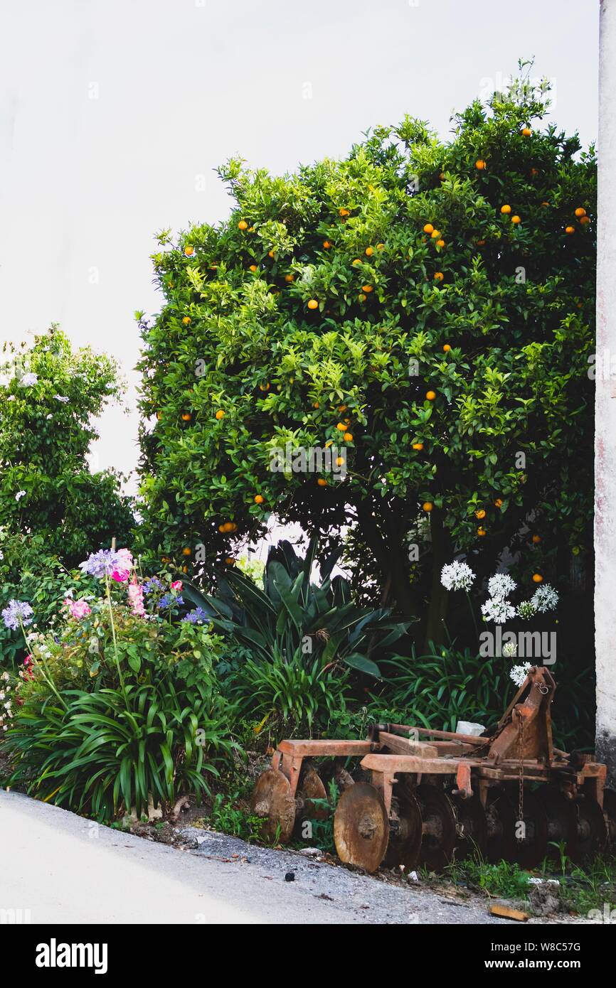 Orange tree in Portugal. Summer time. Natural light Stock Photo - Alamy