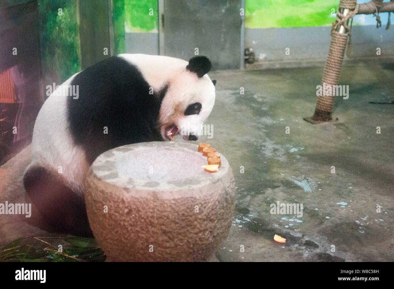 A giant panda eats mooncake-shaped fodder in a zoo in Liuzhou city ...