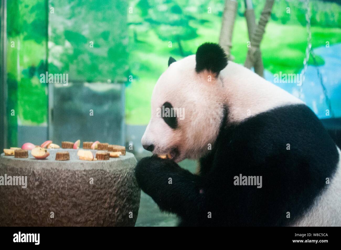 A giant panda eats mooncake-shaped fodder in a zoo in Liuzhou city ...