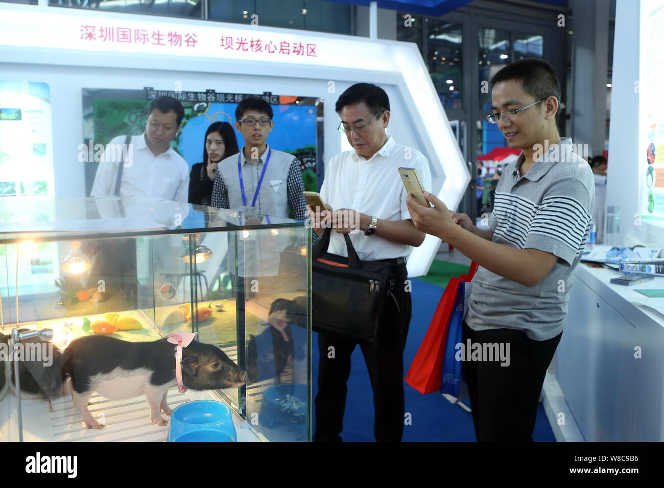 Visitors look at two genetically-modified pet pigs developed by Chinese ...