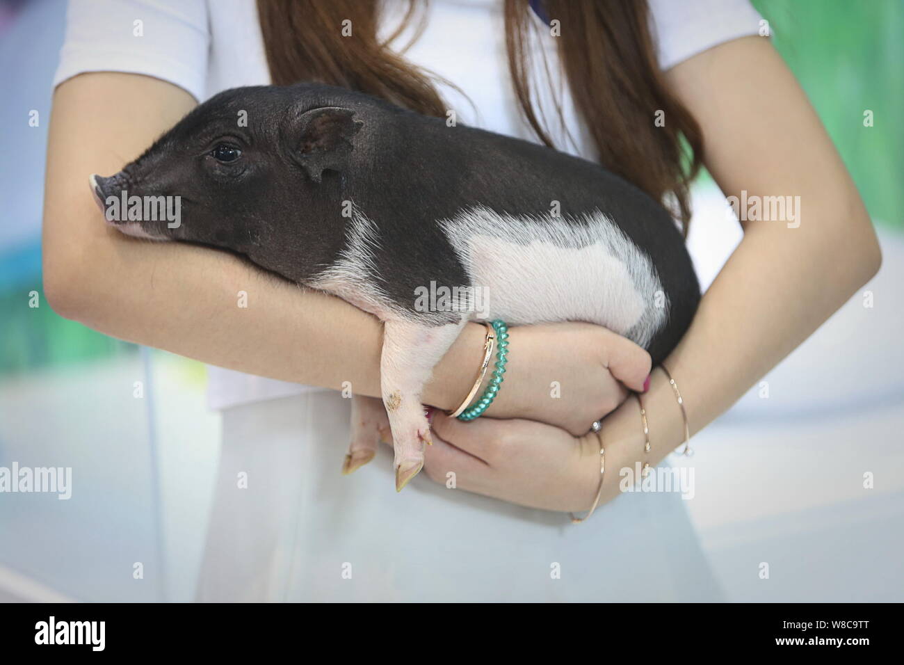A showgirl displays a genetically-modified pet pig developed by Chinese ...