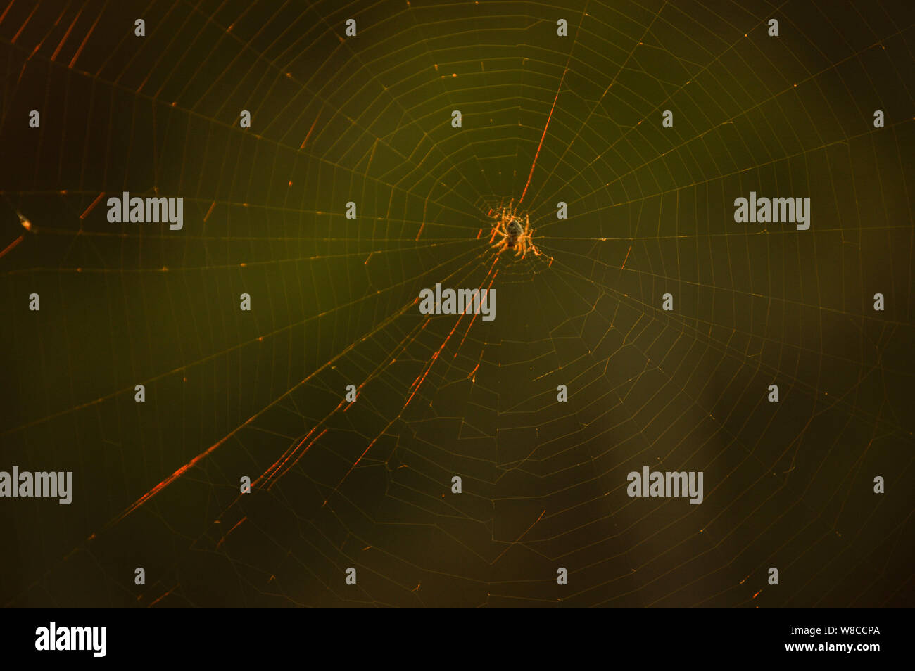 Photographed in golden hour hi-res stock photography and images - Alamy