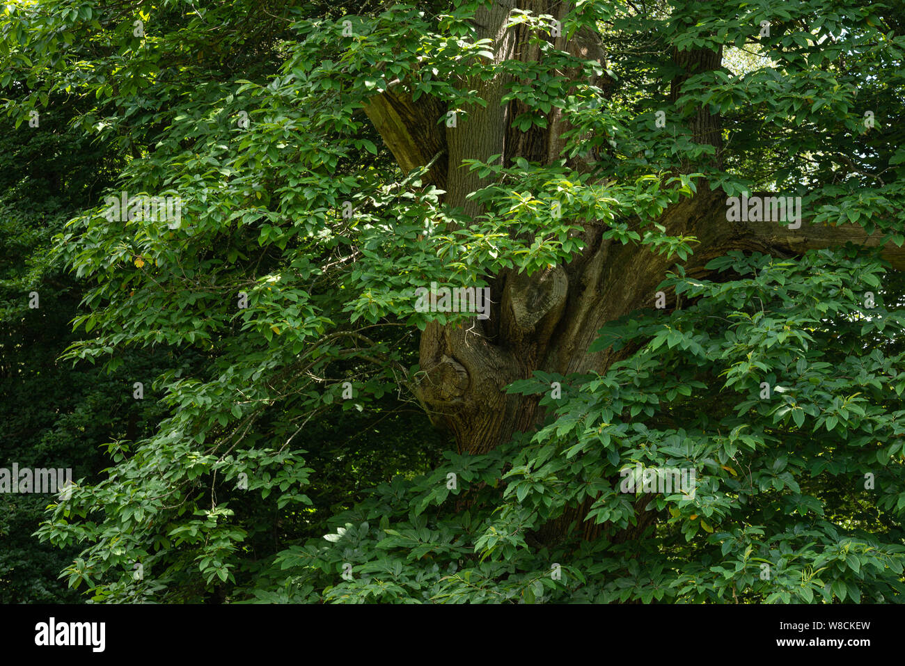 Beautiful close up landscape image of Ash Fraxinus Excelsior tree in ...