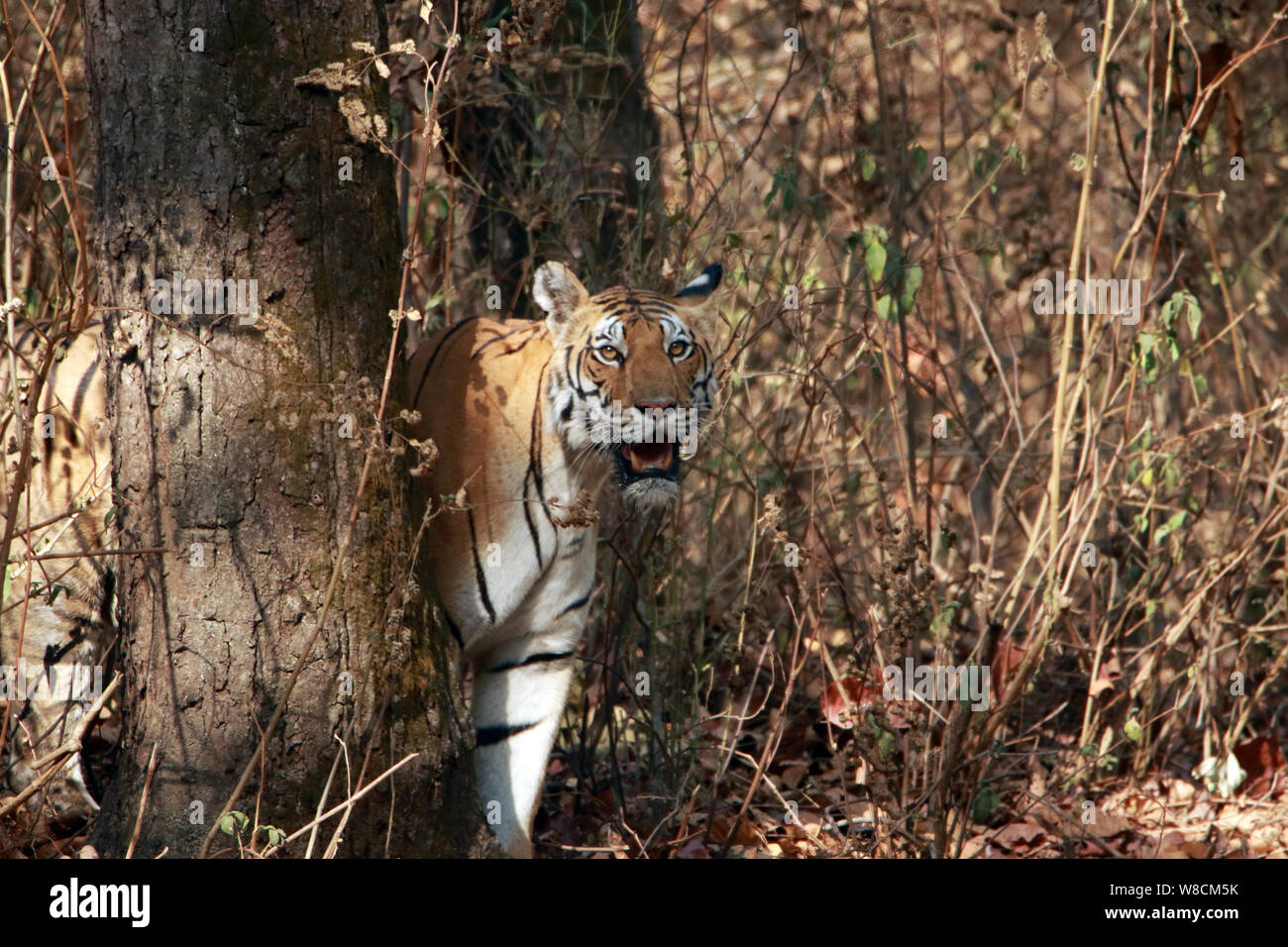 Indian jungle hi-res stock photography and images - Alamy