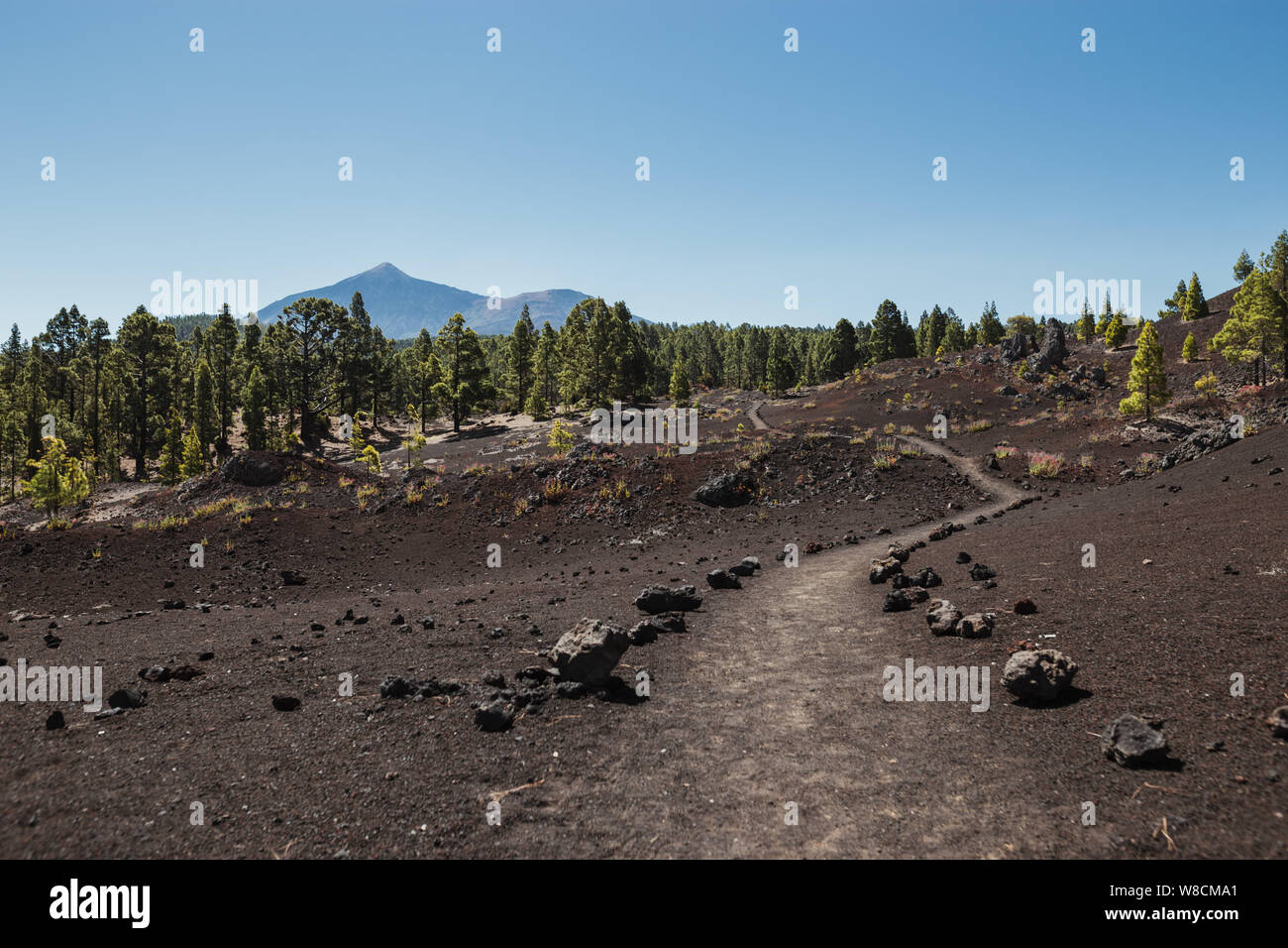 Hiking path on lava field with forest and mountain Stock Photo - Alamy