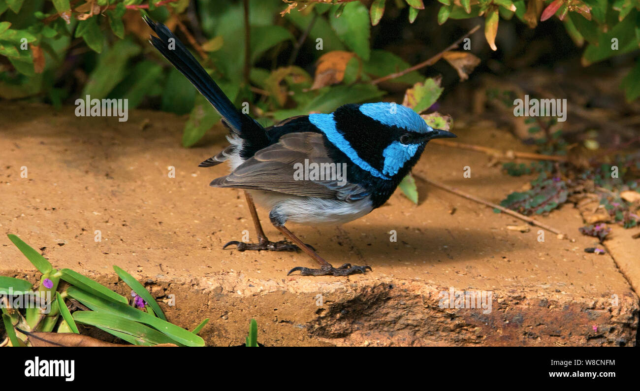 Male australian wren hi-res stock photography and images - Alamy