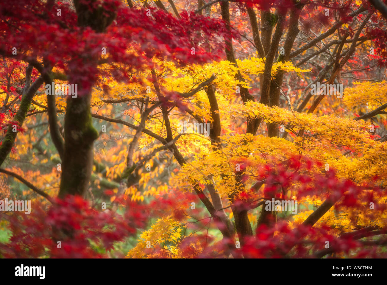Stunning colorful vibrant red and yellow Japanese Maple trees in Autumn ...