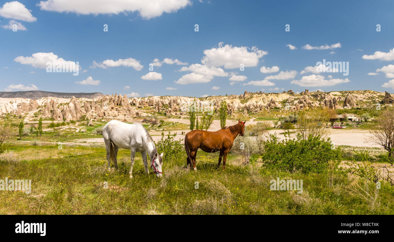 Cappadocia horse hi-res stock photography and images - Alamy