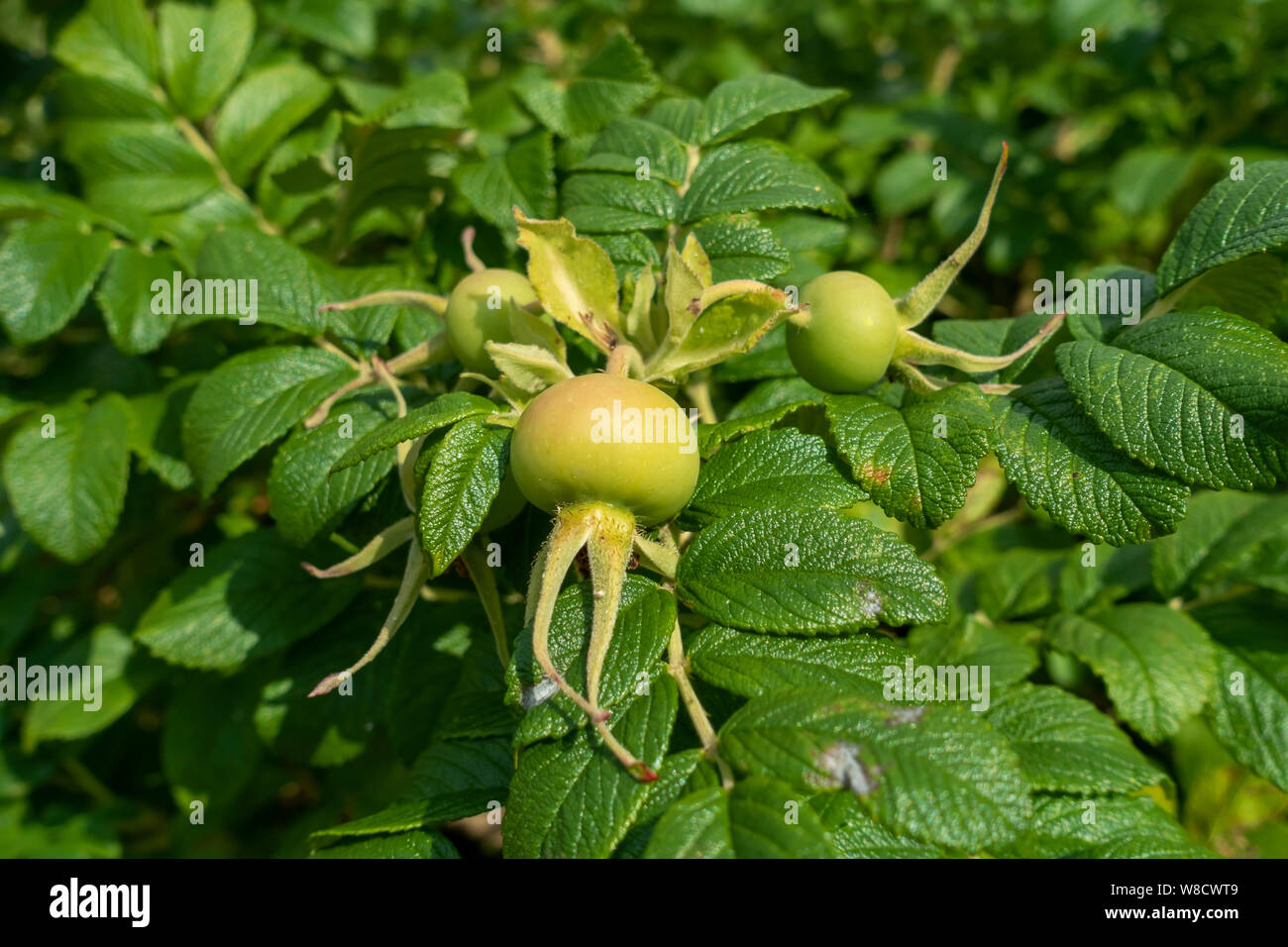 Close up of wild hedgerow rose hip hips rosaceae rosa rugosa shrub in ...