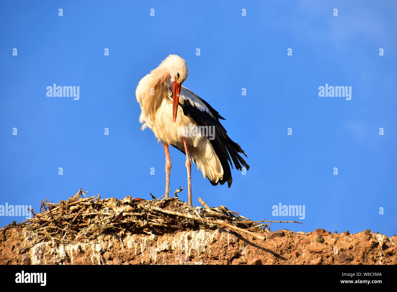 Storks, Stork Nest, El Badi Palace walls, Marrakech, Morocco, North ...
