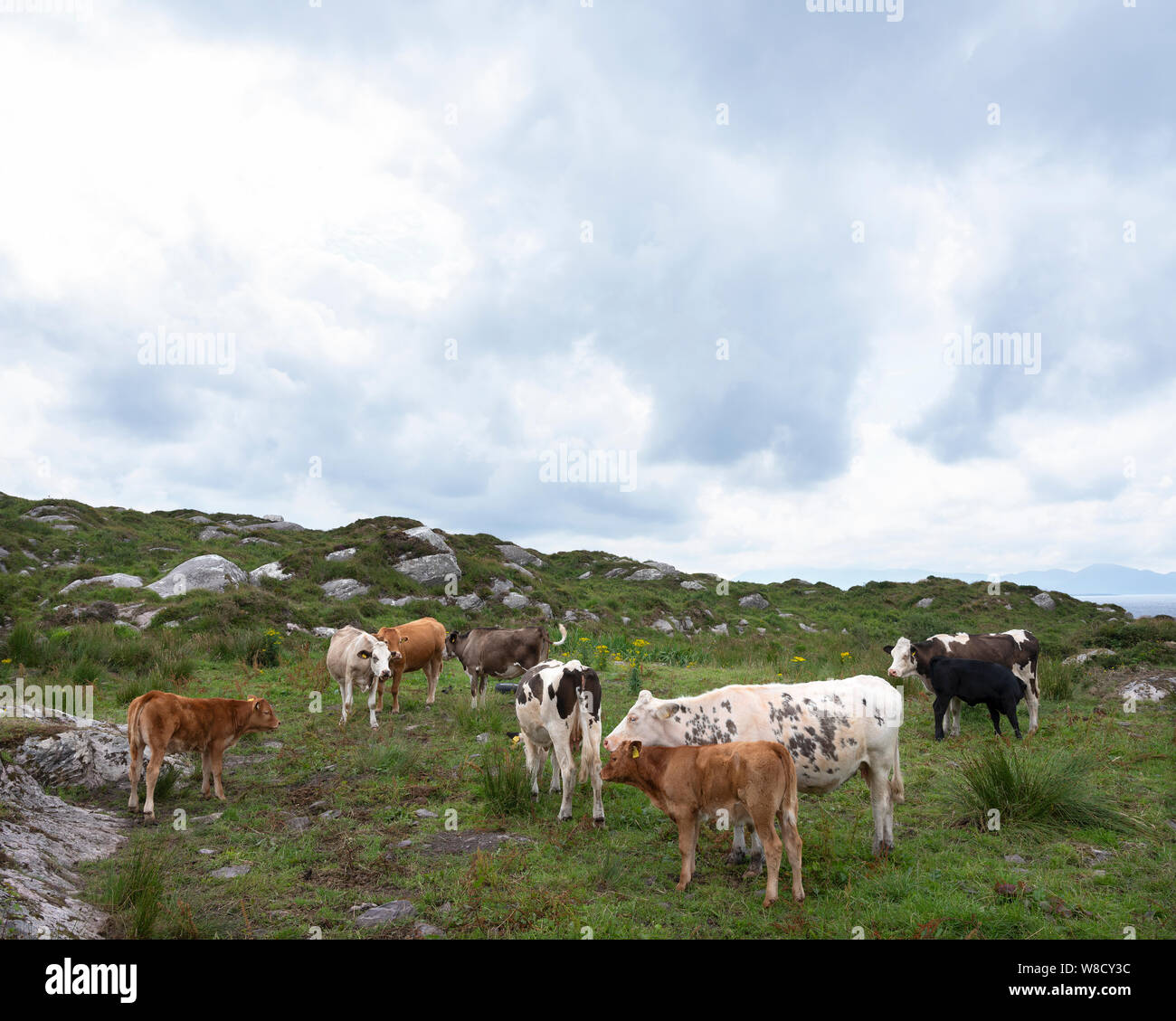 Kerry cow hi-res stock photography and images - Alamy