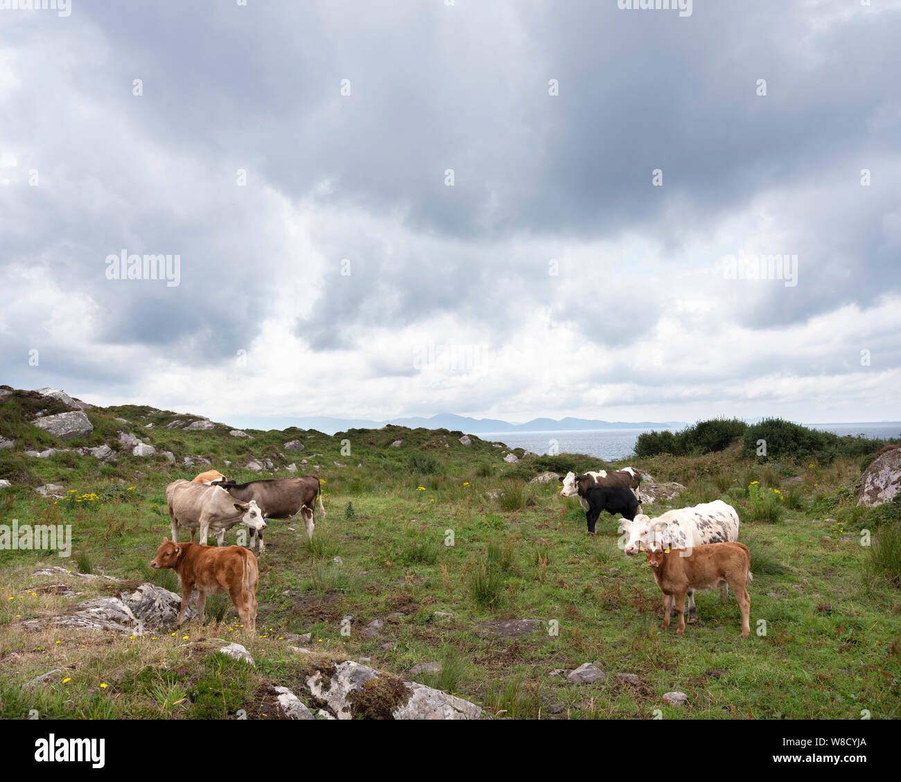 cows and calves on kerry peninsula in ireland along ring of kerry Stock ...