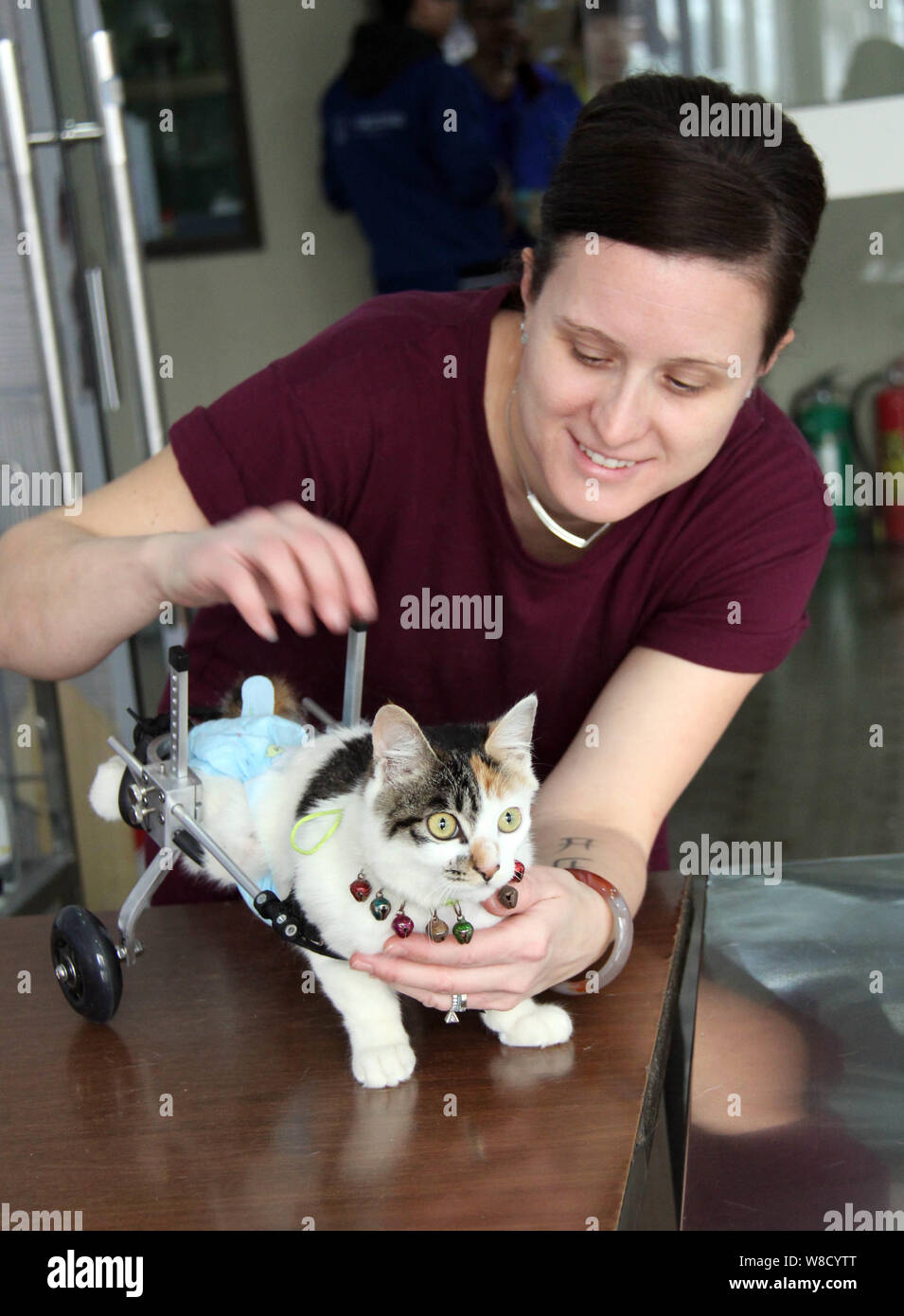 An American volunteer helps the eight-month-old cat which fell off from ...