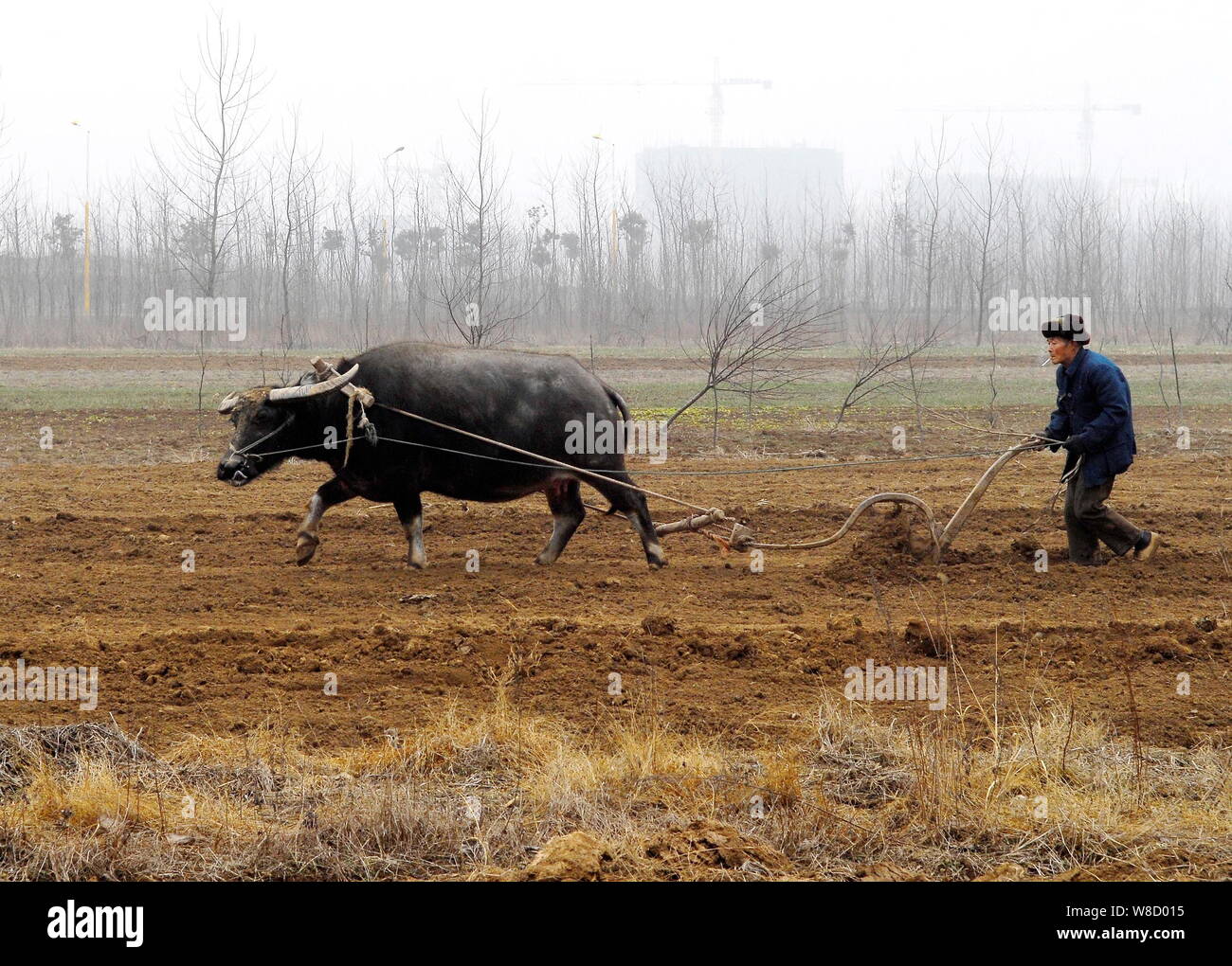 A Chinese farmer drives a buffalo to plow his farm field on the ...