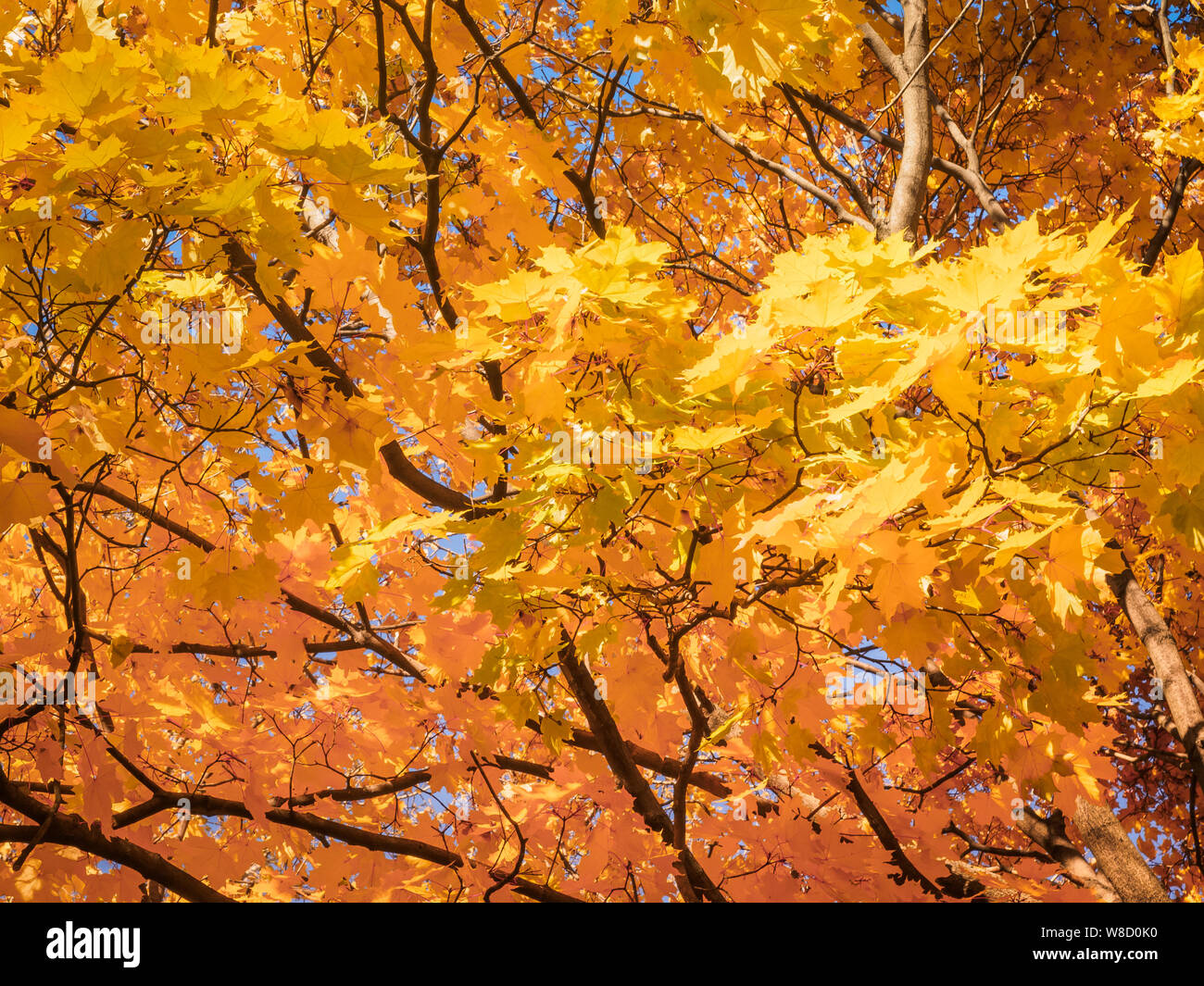 Yellow tops of autumn maple trees with autumn golden leaves against the ...