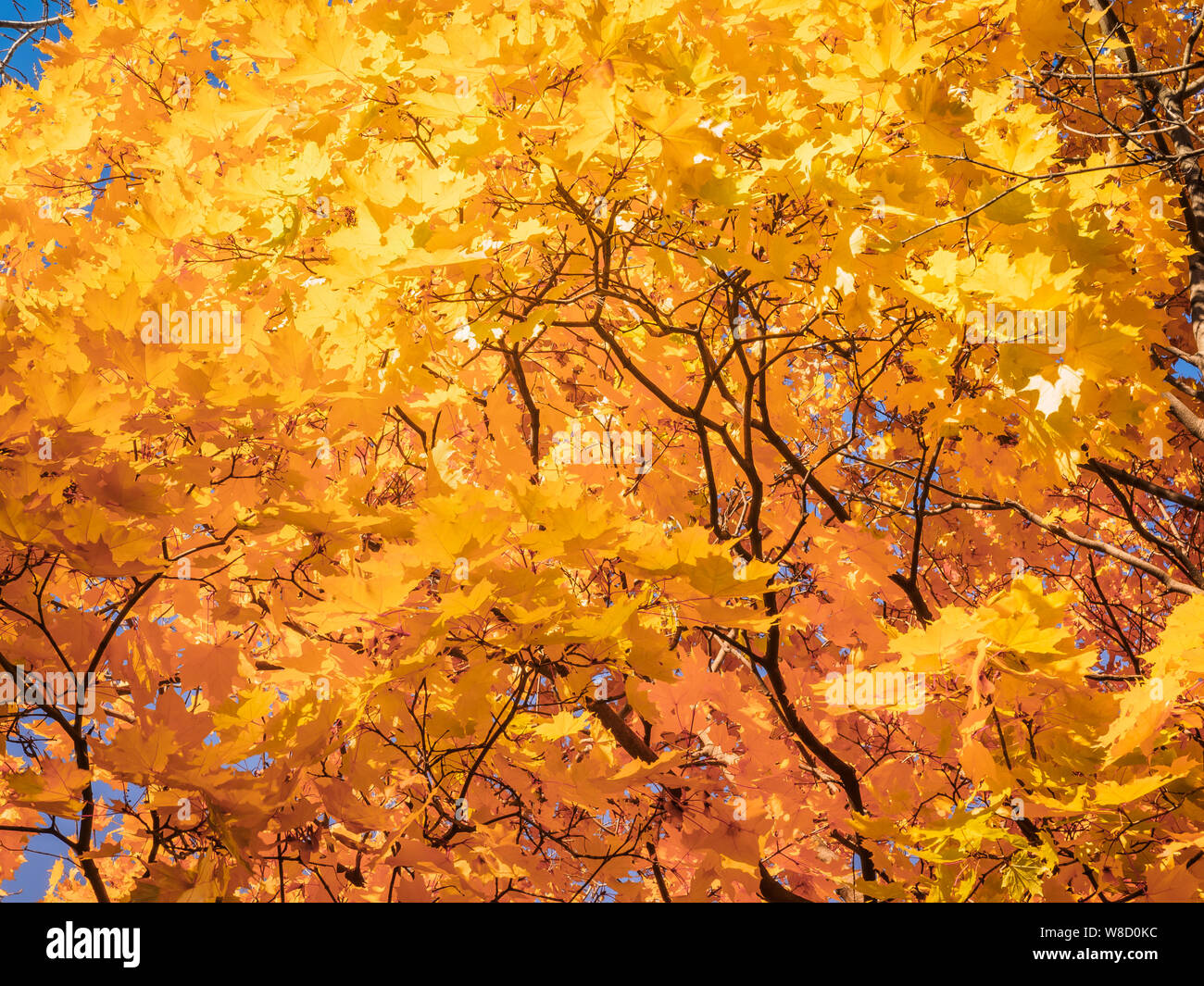 Yellow tops of autumn maple trees with autumn golden leaves against the ...
