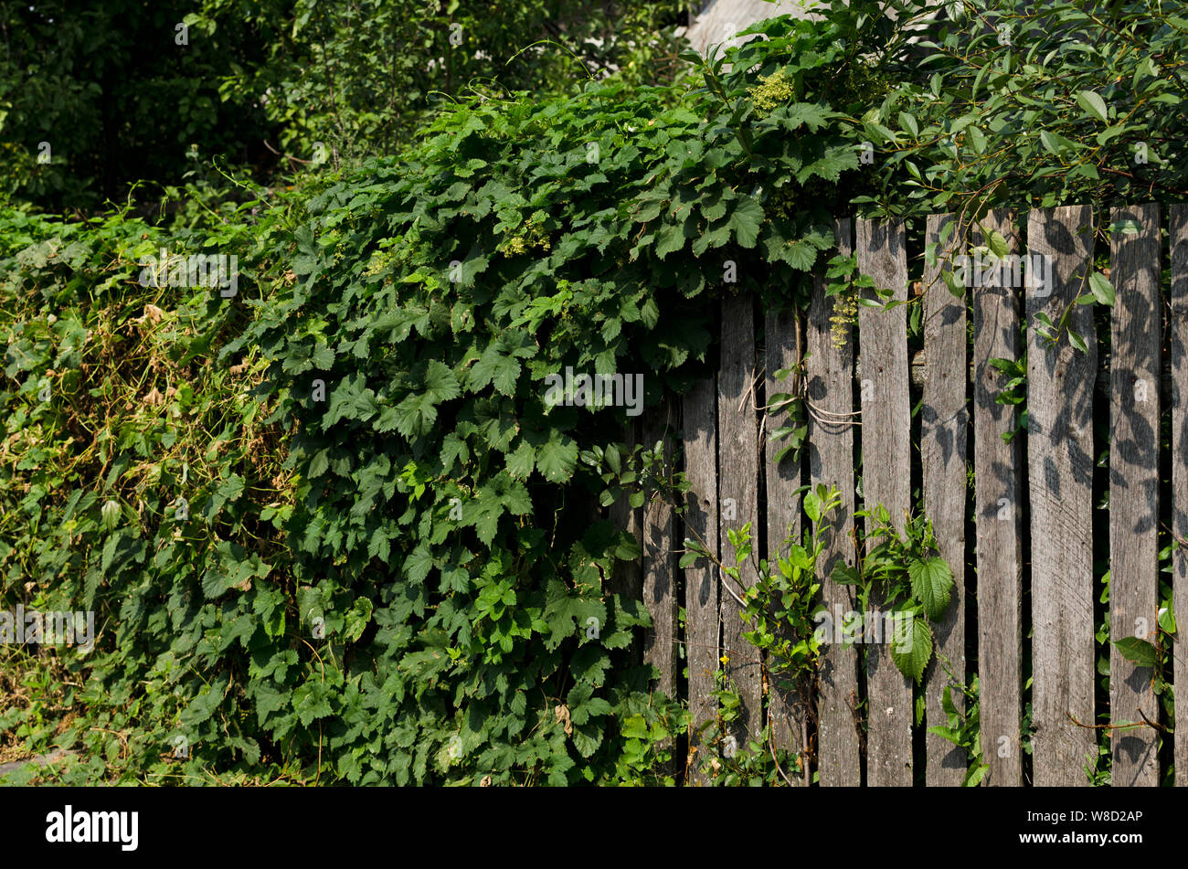 Hop the fence hi-res stock photography and images - Alamy