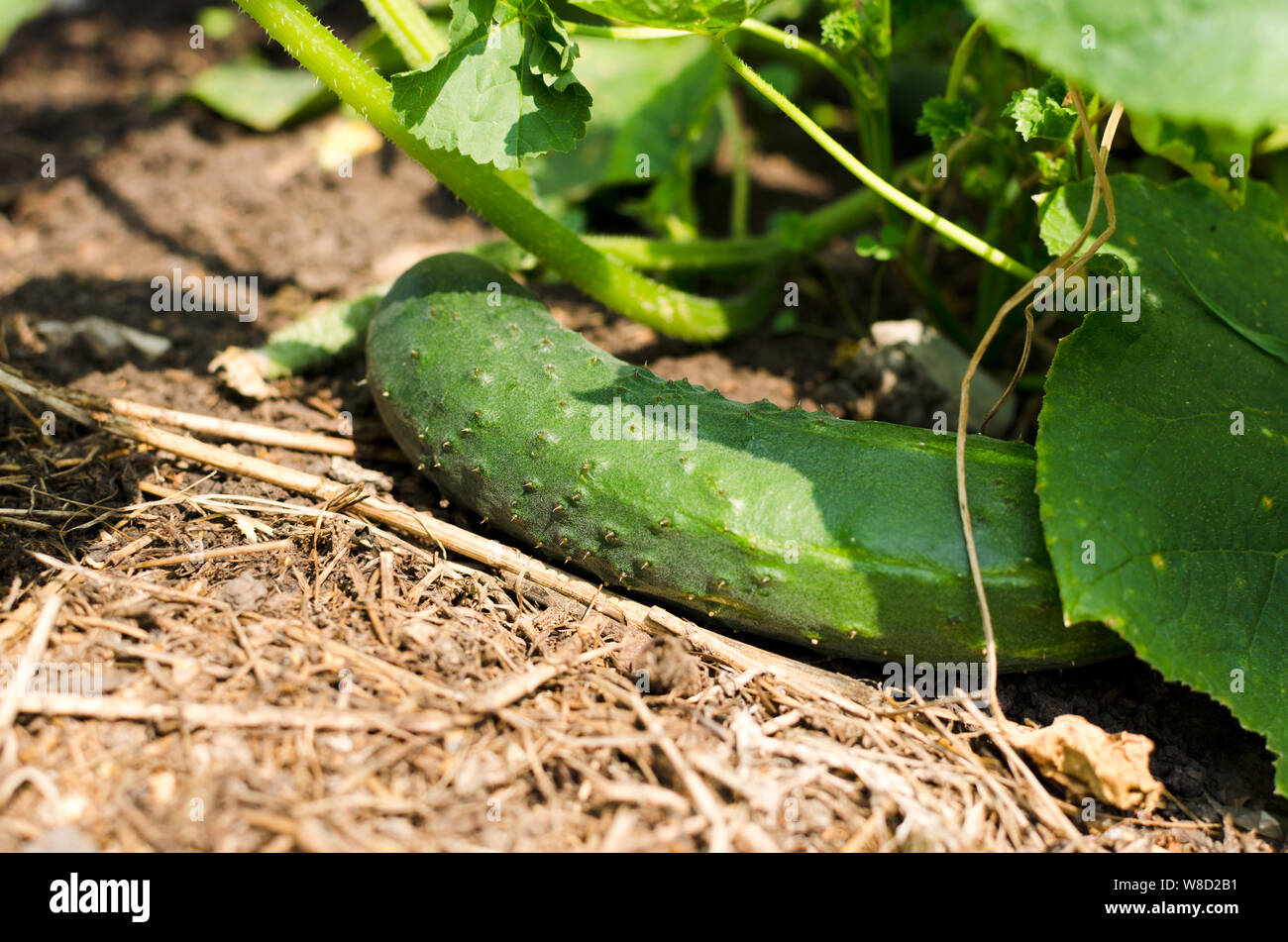 Cucumber in the garden hi-res stock photography and images - Alamy