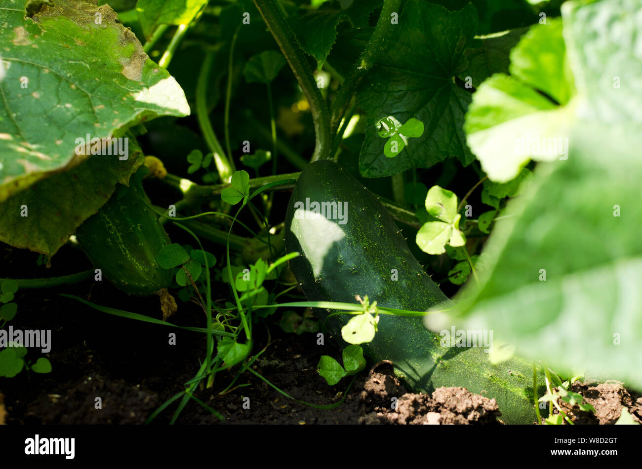 growing cucumber in the garden Stock Photo - Alamy