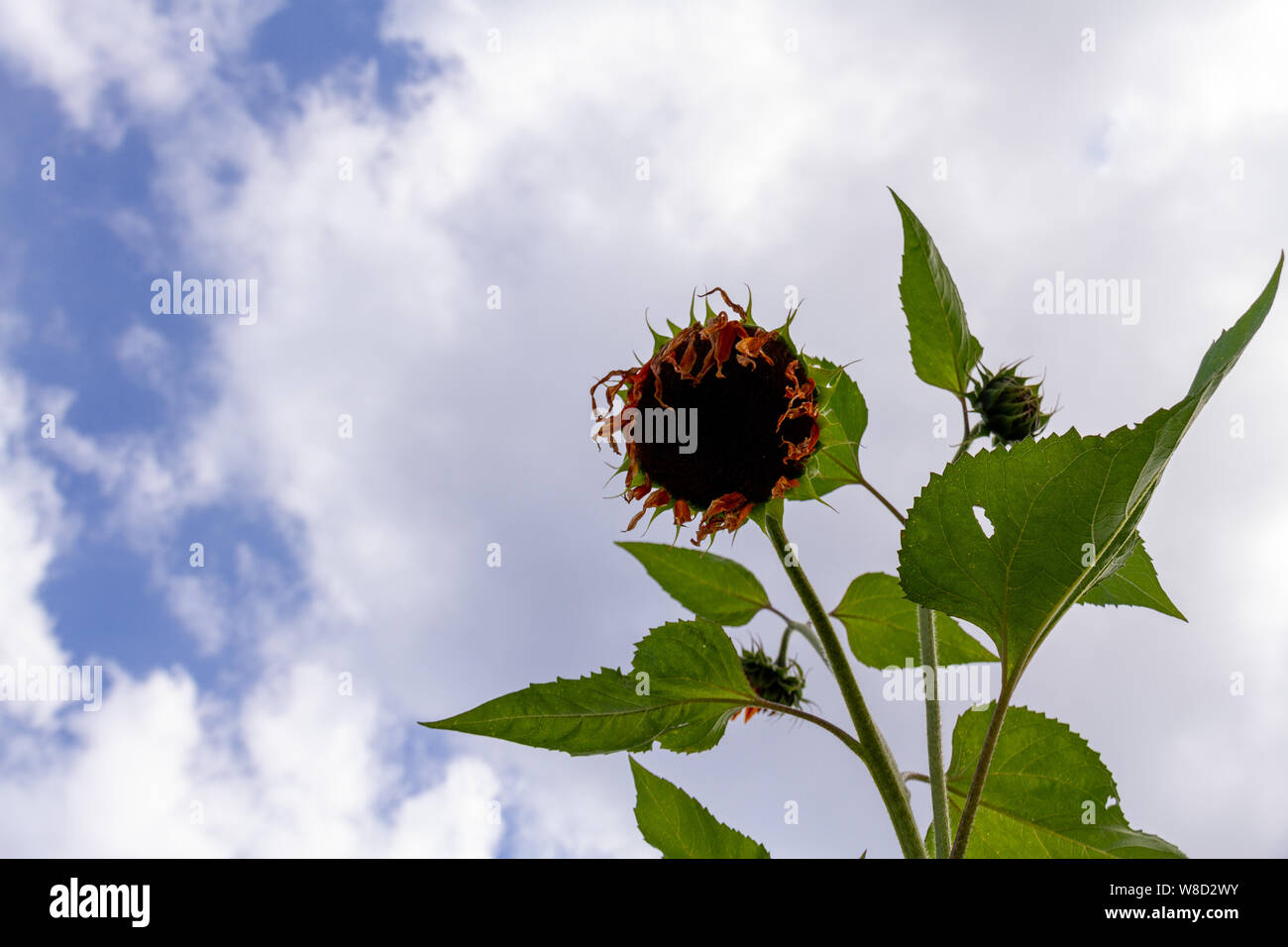 Dying sunflower hi-res stock photography and images - Alamy