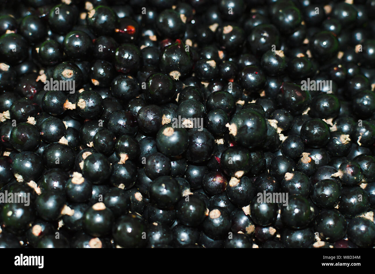 Black currant background, berries wallpaper Stock Photo - Alamy