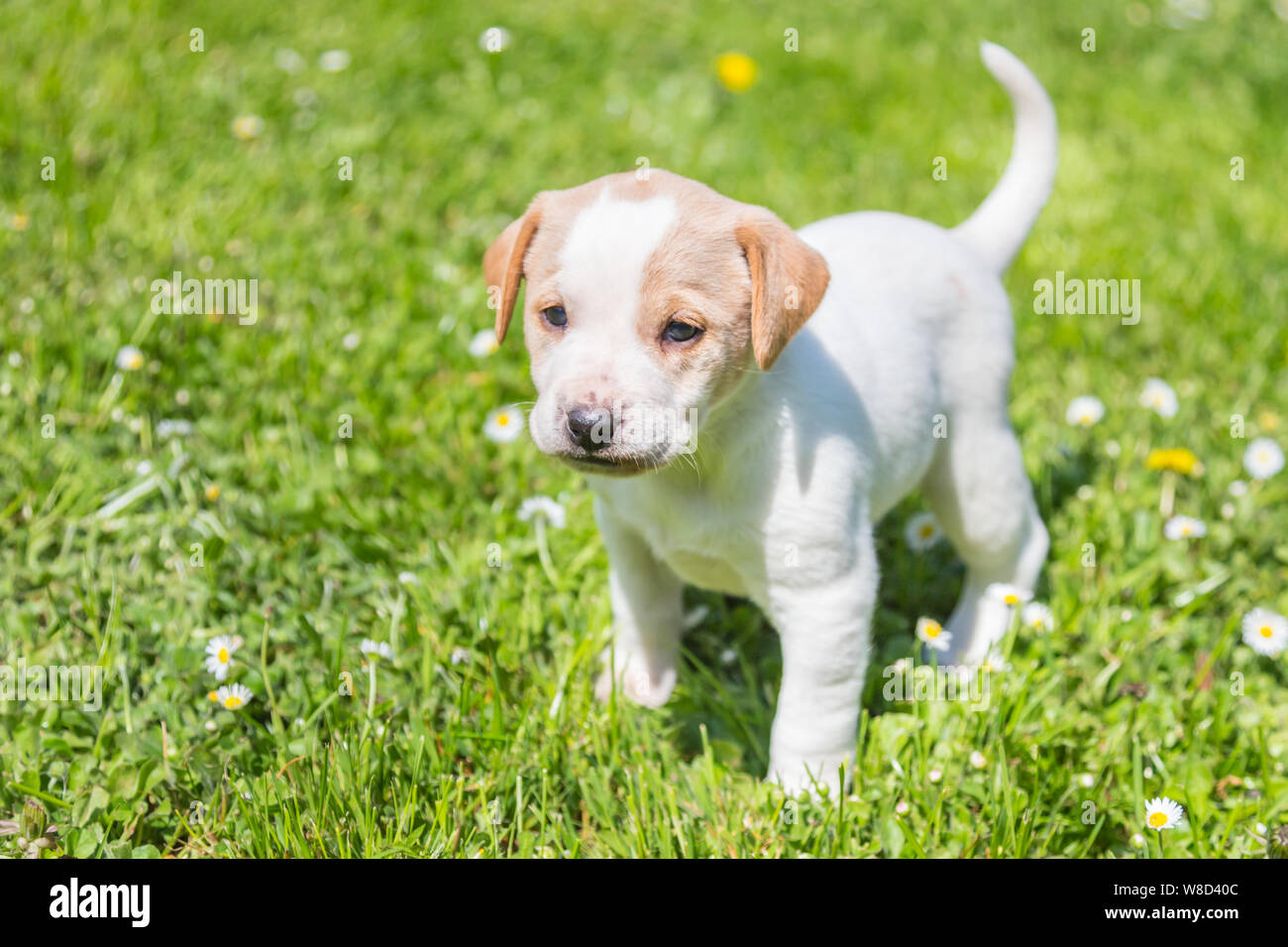 Cute small puppy dog standing in the grass Stock Photo - Alamy