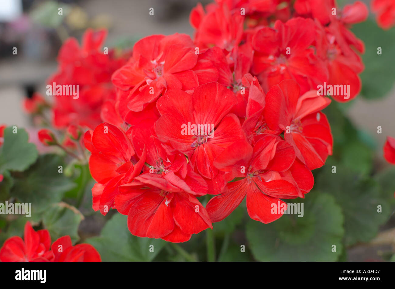 Geranium, red beautiful flower outdoor Stock Photo - Alamy