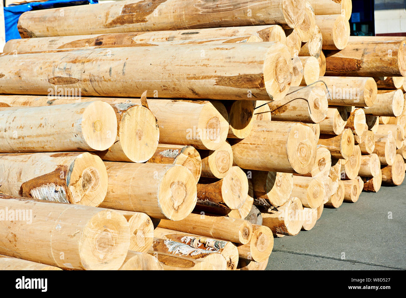 Peeled smooth logs at a sawmill Stock Photo - Alamy