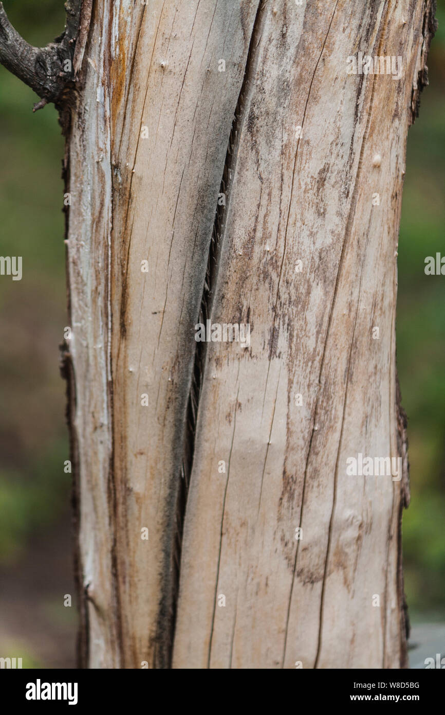 Old tree, dry trunk, bark texture of an old tree of brown color Stock ...
