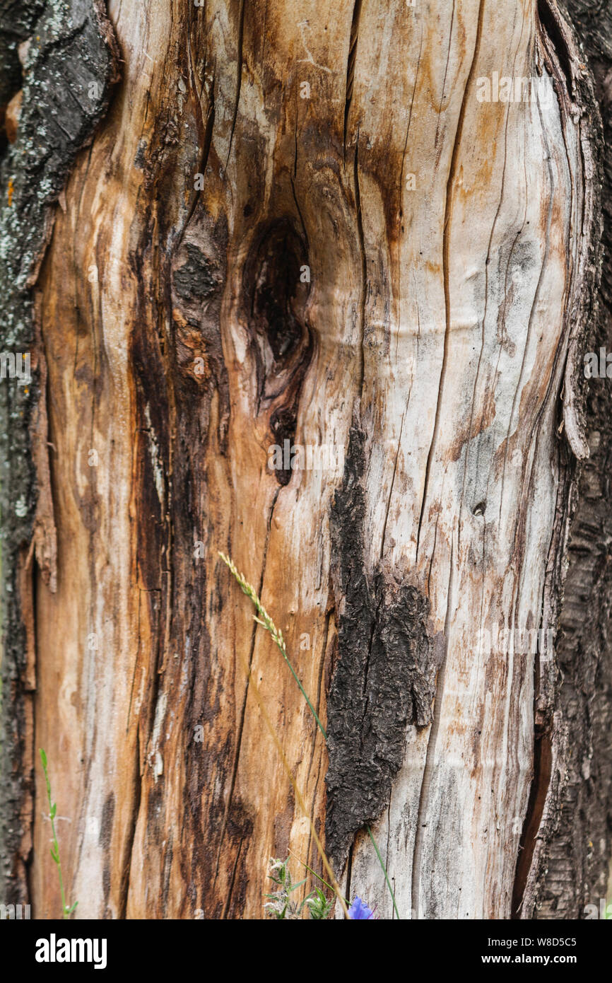 Old tree, dry trunk, bark texture of an old tree of brown color Stock ...