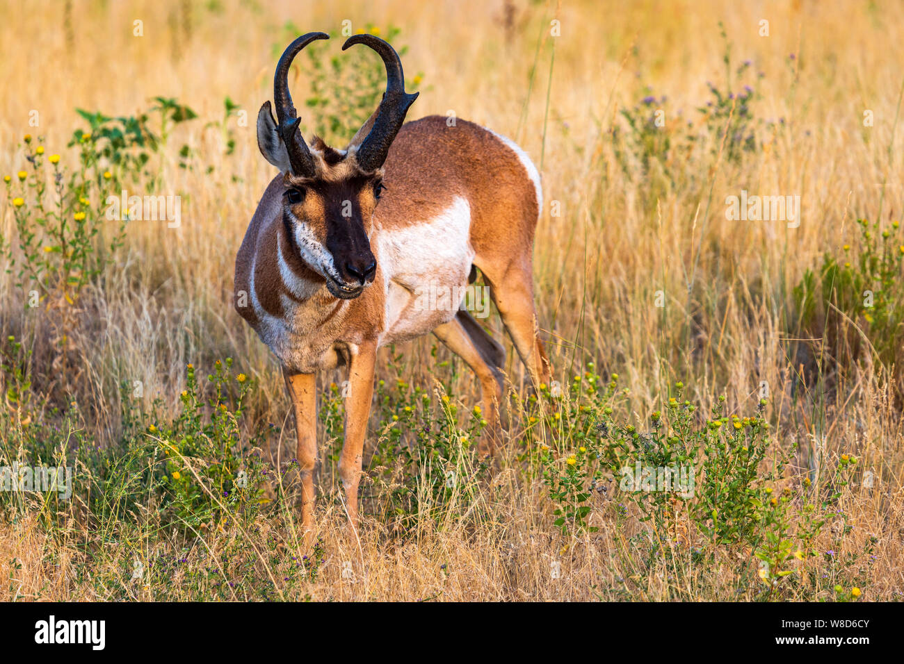 American pronghorn antelope male hi-res stock photography and images ...