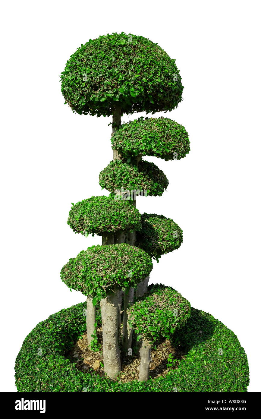 Green tree isolated on the white Stock Photo - Alamy