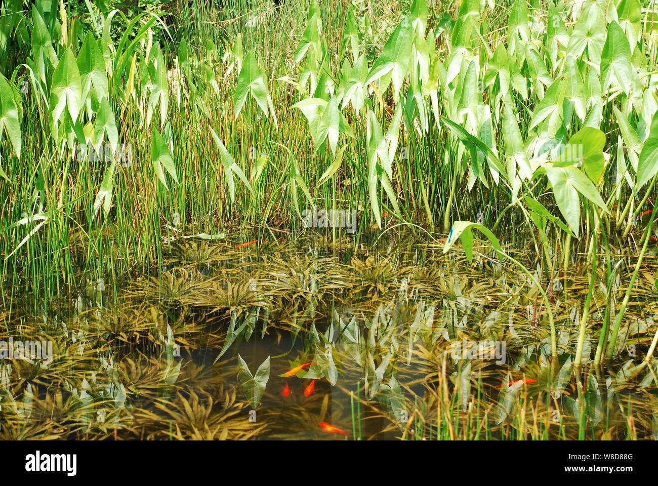 A coy carp pond in northern Italy filled with reeds and grasses in ...