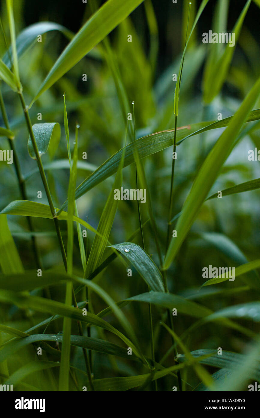 Moody grass lawn hi-res stock photography and images - Alamy