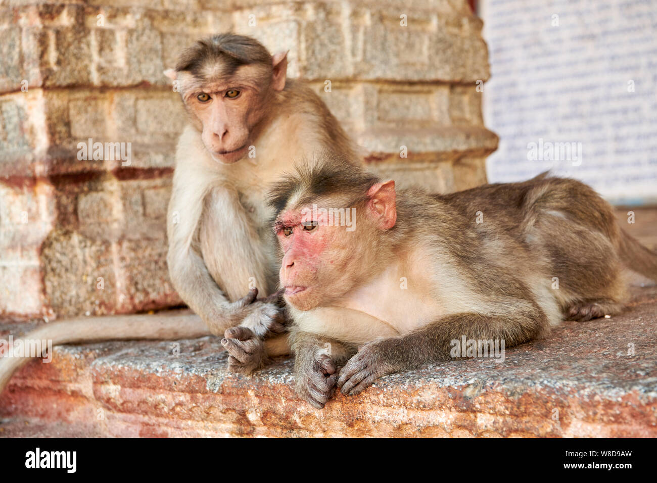 Bonnet macaque at Virupaksha Temple, Hampi, UNESCO world heritge site ...