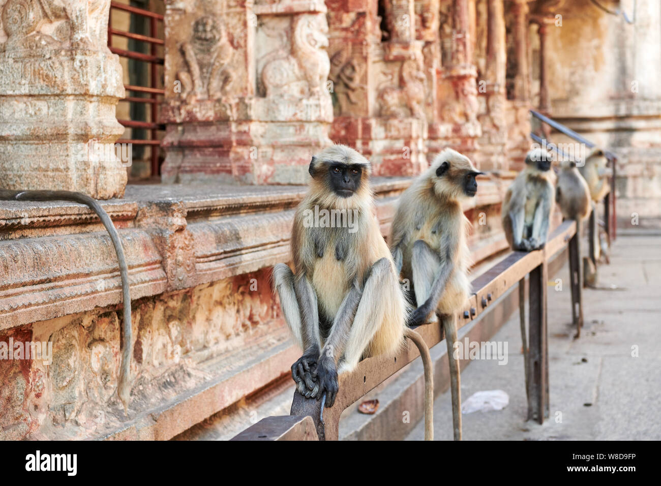 Tufted gray langur, Semnopithecus priam in Virupaksha Temple, Hampi ...