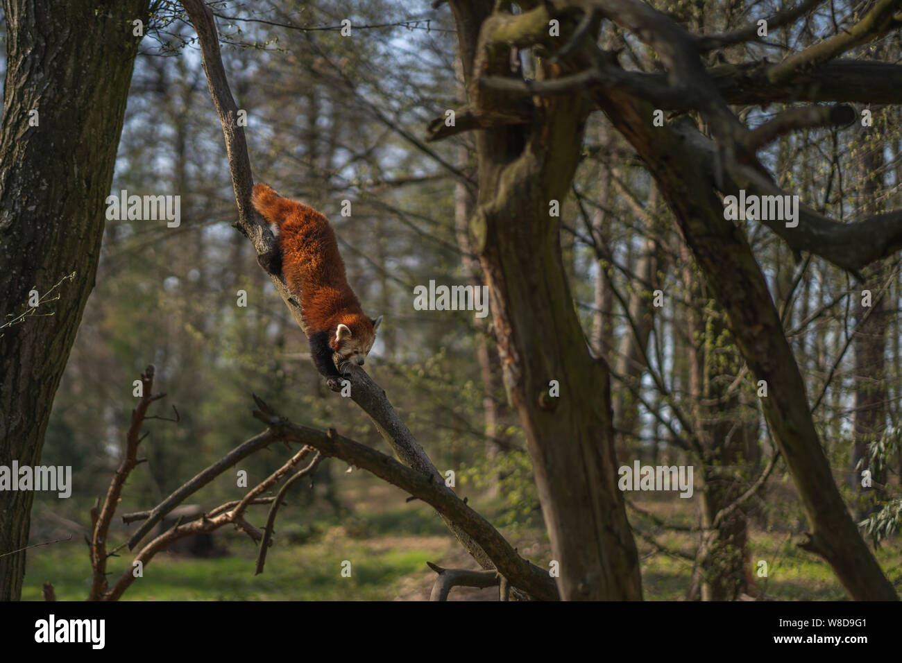 Red panda climbing down from the tree Stock Photo - Alamy